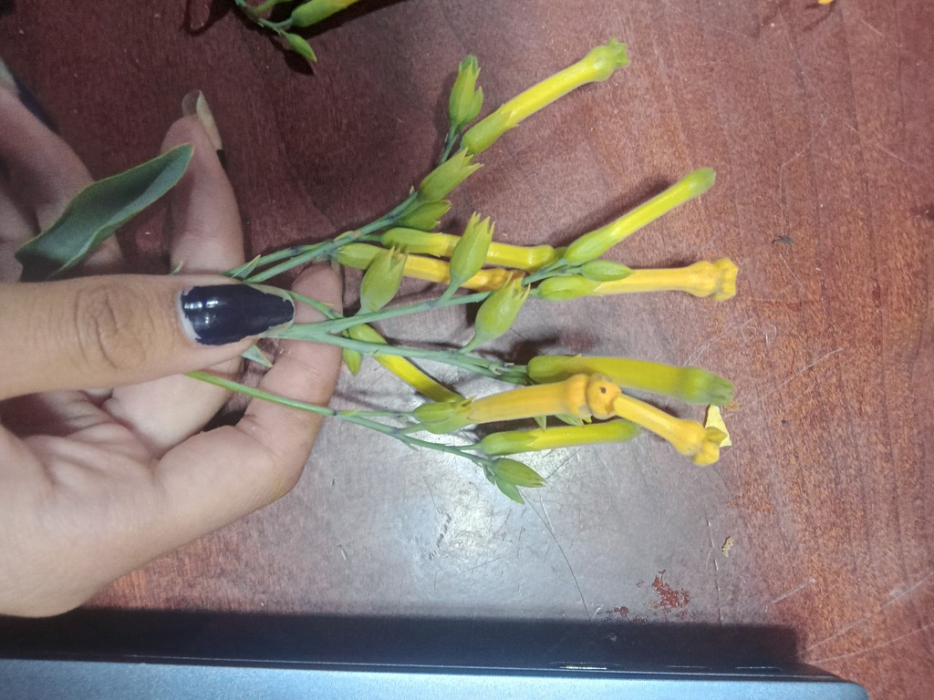 tree tobacco from La Purísima, Pue., México on April 1, 2023 at 05:17 ...