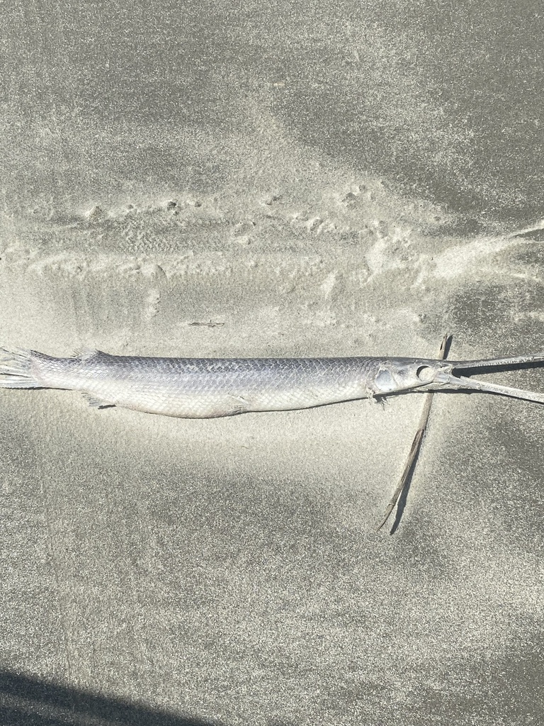 Longnose Gar from Kiawah Island, Johns Island, SC, US on March 29, 2023 ...