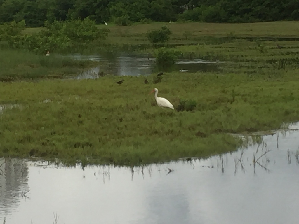 White Ibis from Mar Caribe, Cartagena, Bolívar, CO on October 11, 2018 ...