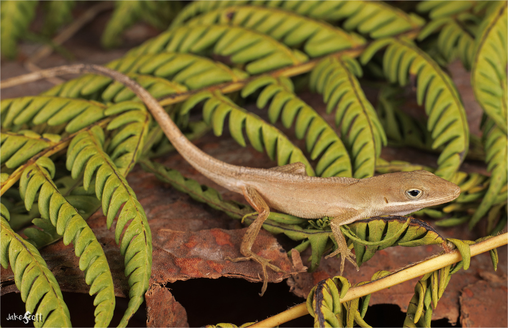 Santiago Grass Anole in March 2023 by Jake Scott · iNaturalist