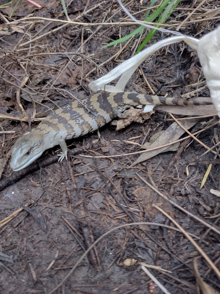 Common Blue-tongued Skink from Wynnum West QLD 4178, Australia on April ...