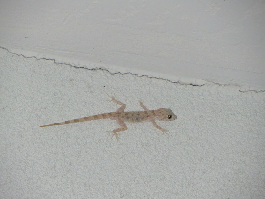 Mediterranean House Gecko in April 2023 by anonymous_arizonan · iNaturalist