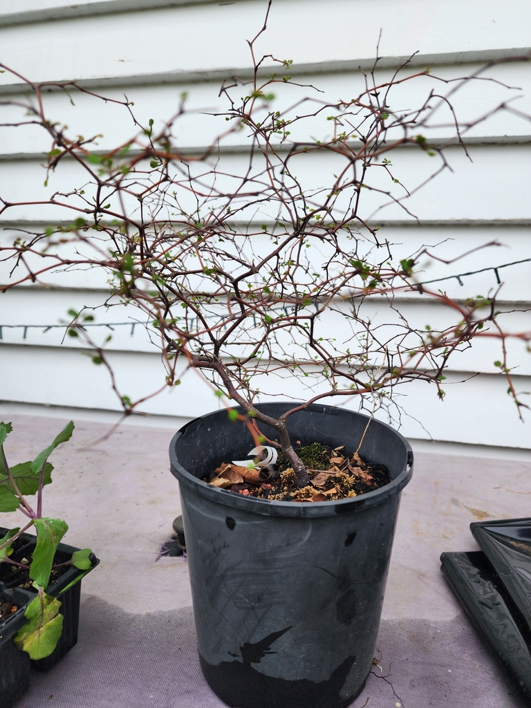 dicots in March 2023 by Wendy Ritchie · iNaturalist