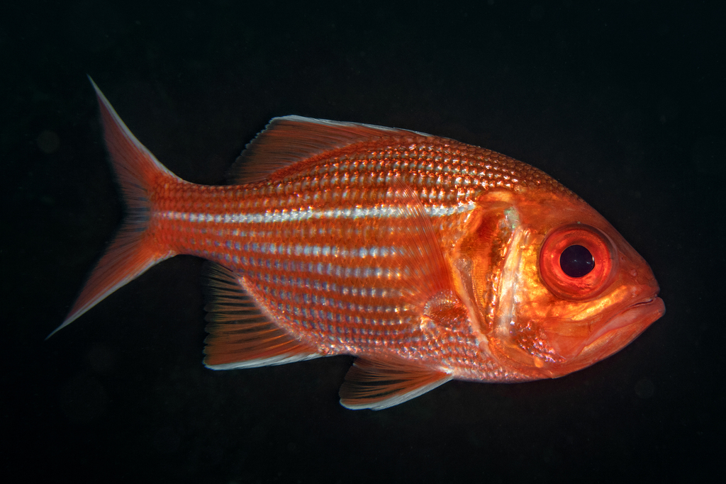 Bight Redfish from Rapid Bay Jetty on March 22, 2023 at 02:43 PM by ...