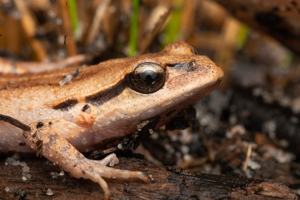 Haswell's Froglet from Hawks Nest NSW 2324, Australia on April 01, 2023 ...