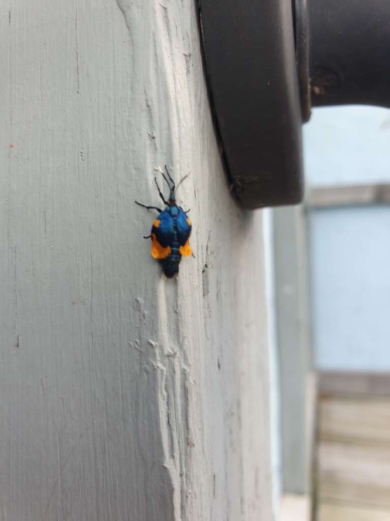 Australian bag moth from Bulls 4818, New Zealand on April 02, 2023 at ...