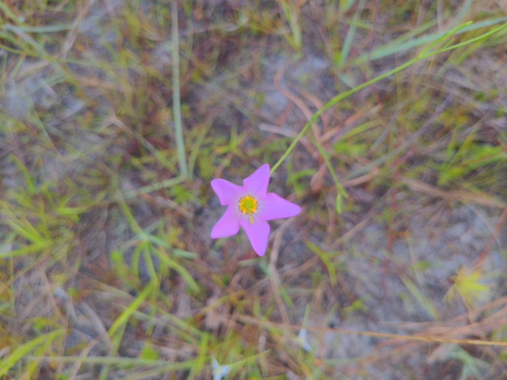 marsh pink from Riviera Beach, FL 33418, USA on April 02, 2023 at 07:24 ...