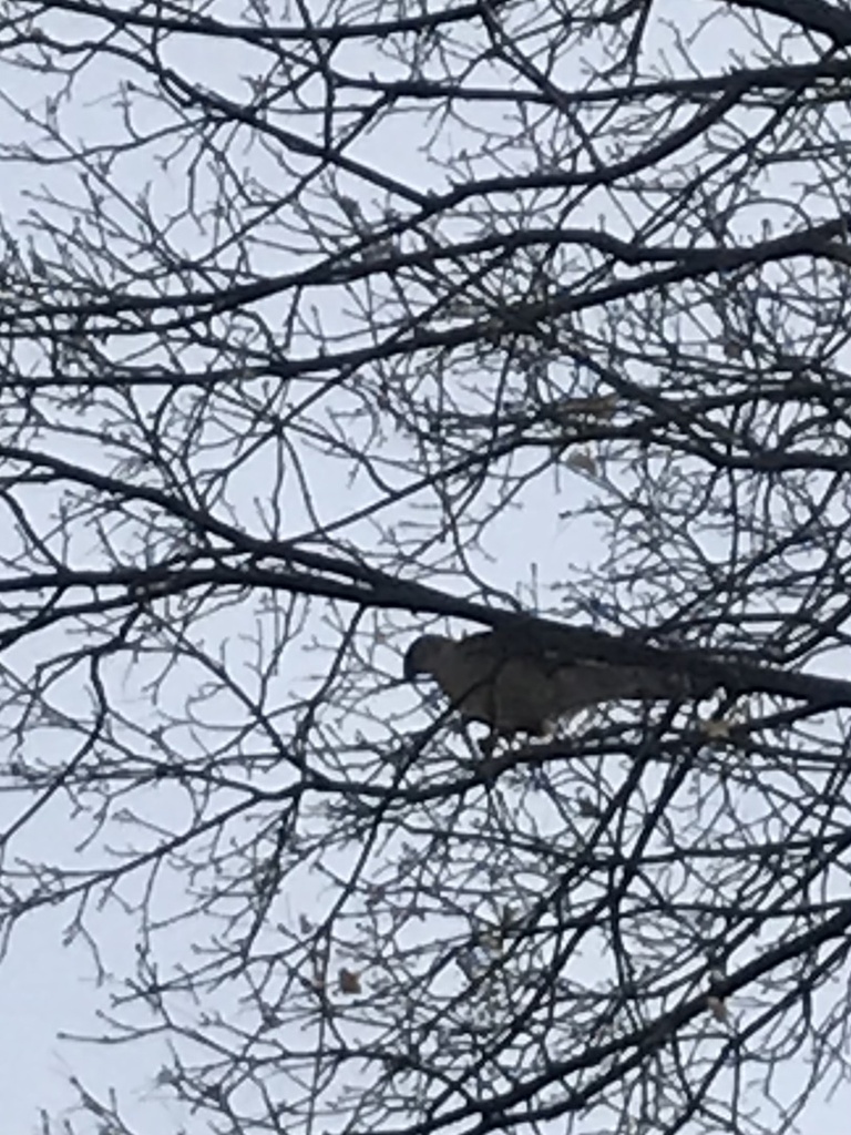 Cooper's Hawk in April 2023 by szaaron. Scavenging and snipping ...