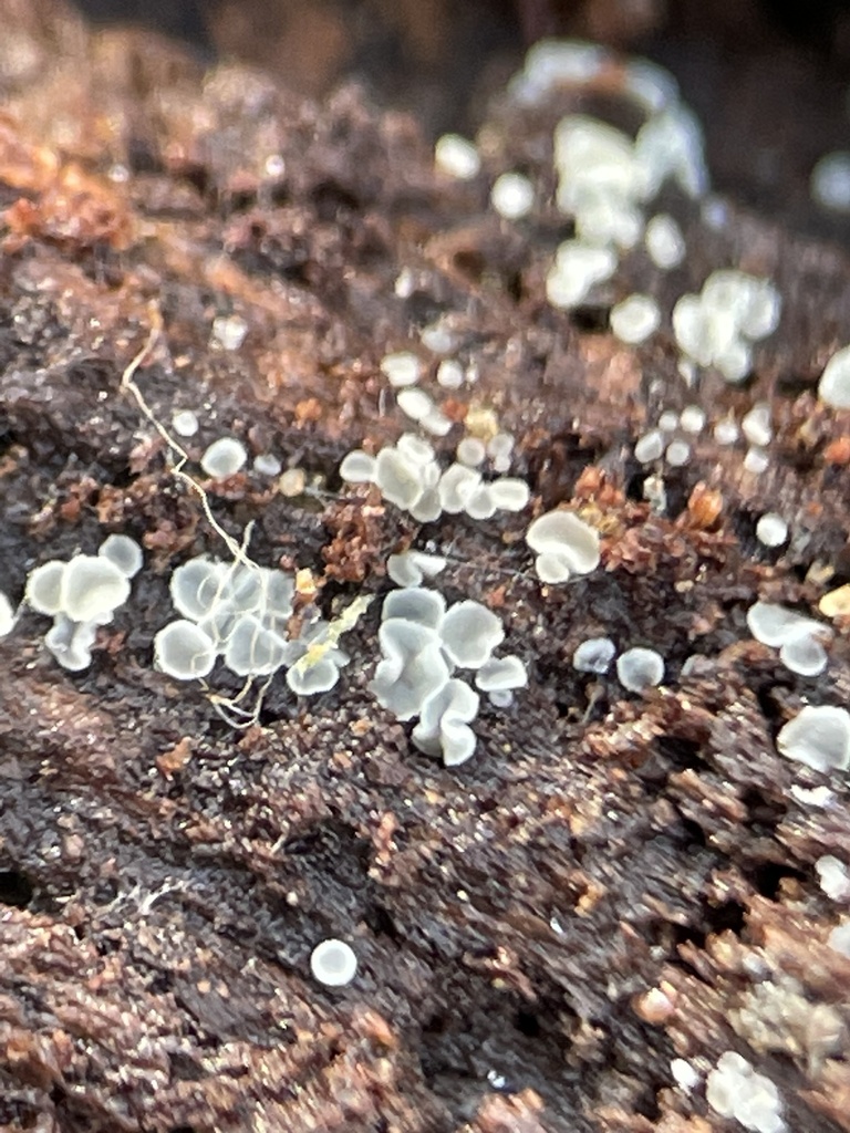 common grey disco from Malaga, Franklinville, NJ, US on April 2, 2023 ...