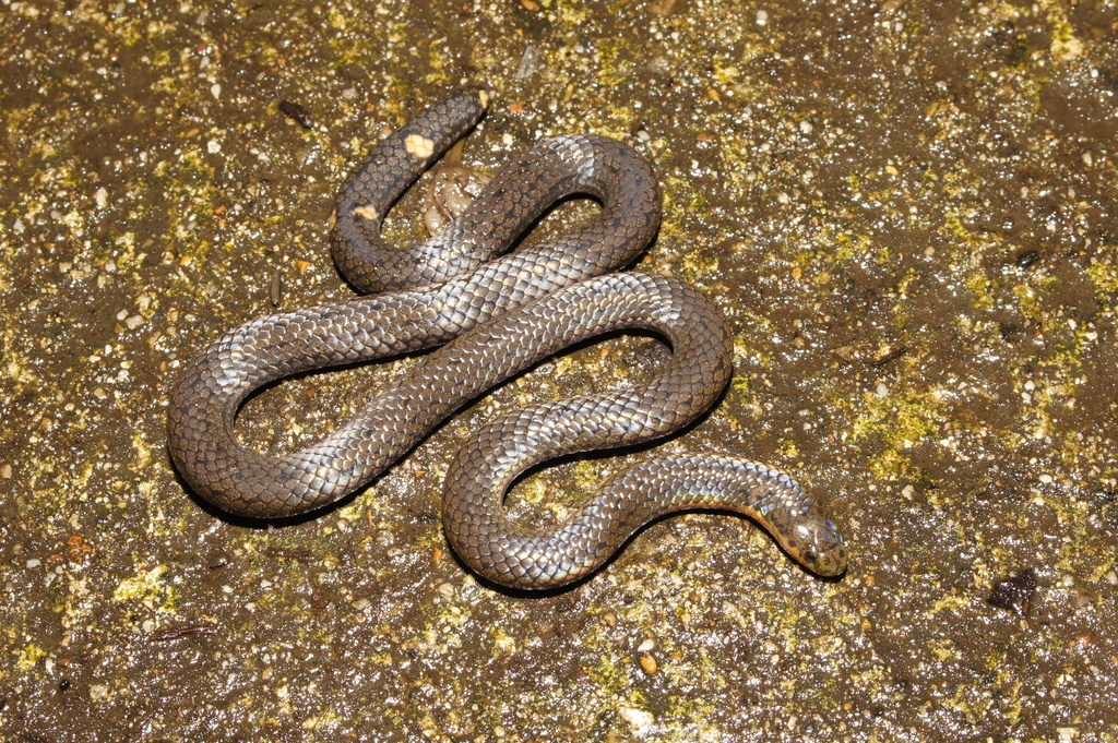 Northern Reed Snake in May 2013 by stevepaiero · iNaturalist
