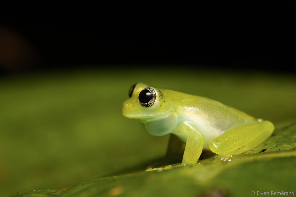 Dwarf Glass Frog from Panama on March 06, 2023 at 09:34 PM by Elven ...