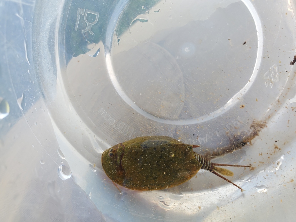 Vernal Pool Tadpole Shrimp in March 2023 by Brian A. · iNaturalist