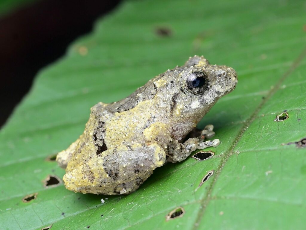 Mengla small treefrog from 中国云南省西双版纳傣族自治州勐腊县 on April 1, 2023 at 10:20 PM by jiangyou · iNaturalist