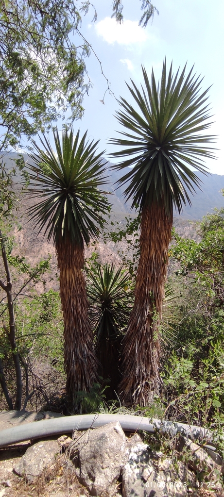 giant Spanish-dagger from J2X4+C2, 42374 Tolantongo, Hgo., México on ...
