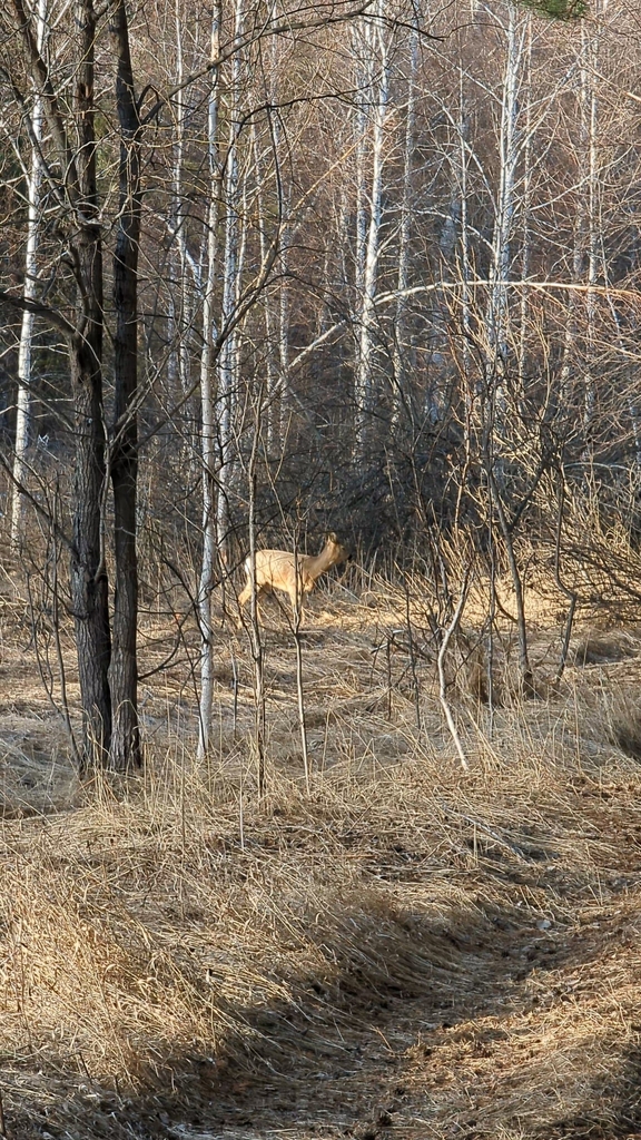 Eastern Roe Deer from Свердловская обл., Россия, 624015 on April 2 ...
