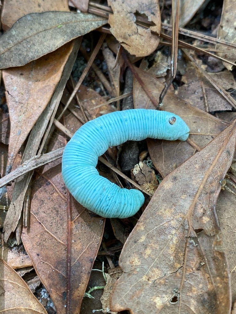 Abbott's Sphinx from Gum Root Park, Gainesville, FL, US on April 2 ...