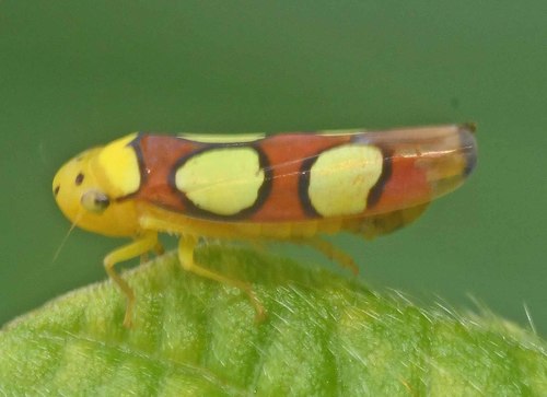 Erythrogonia execta · iNaturalist