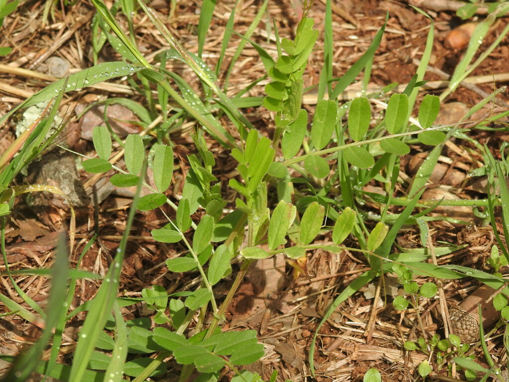 Common Vetch from Cameron Park, CA, USA on April 02, 2023 at 01:55 PM ...