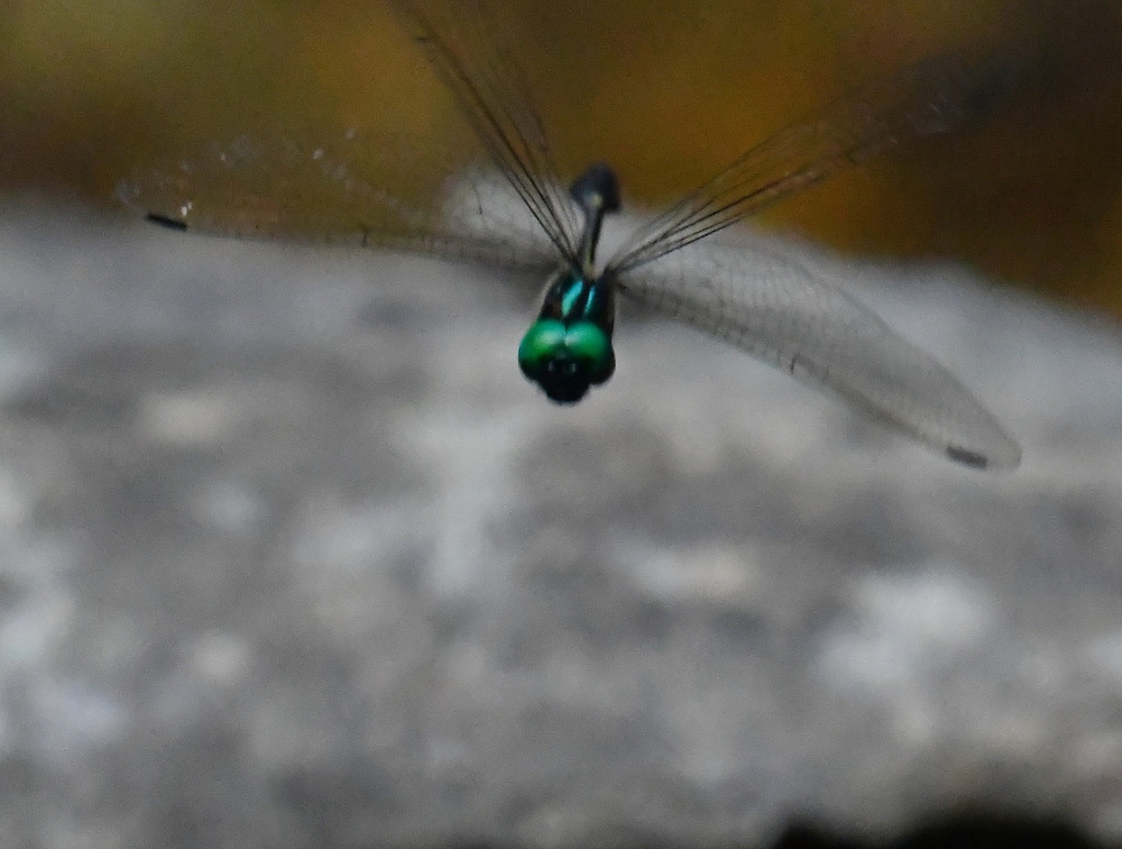 Macromidia genialis shanensis from Krung Ching, Nopphitam District ...