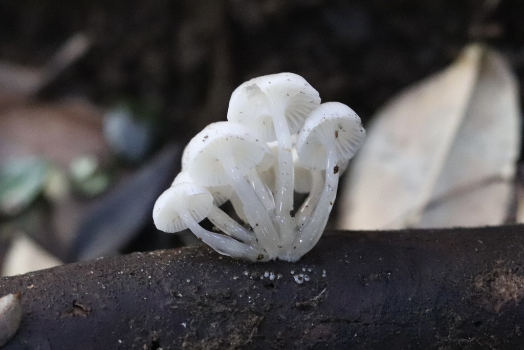 Austral Dripping Bonnet from Isla Grande de Chiloé, Ancud, Los Lagos ...