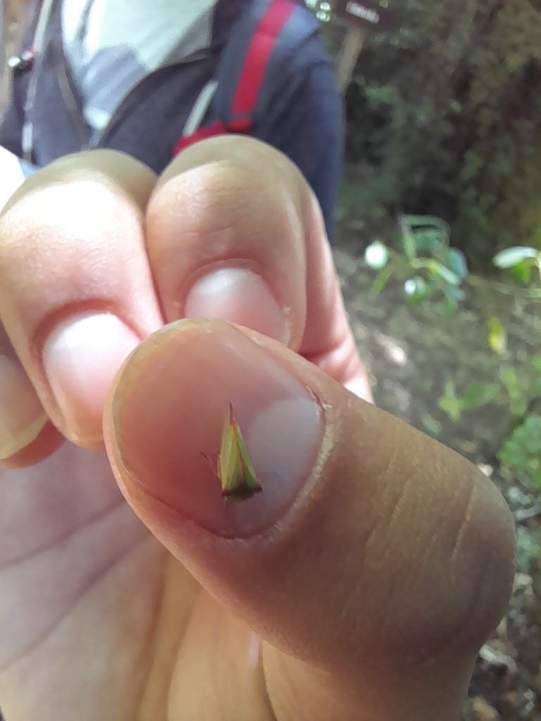 Alchisme from Parque Ecologico y Cultural Rucamanque on January 13, 2023 at 01:39 PM by Hugo ...