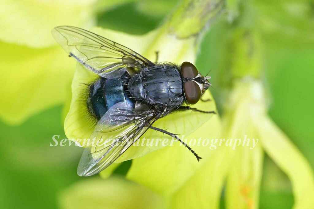 Bluebottle Flies from 中国江苏省南京市玄武区 on April 01, 2023 at 11:57 AM by 石柒 ...