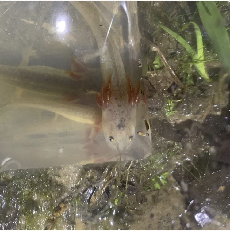 Eastern Tiger Salamander from Engling Wildlife Rd, Tennessee Colony, TX ...
