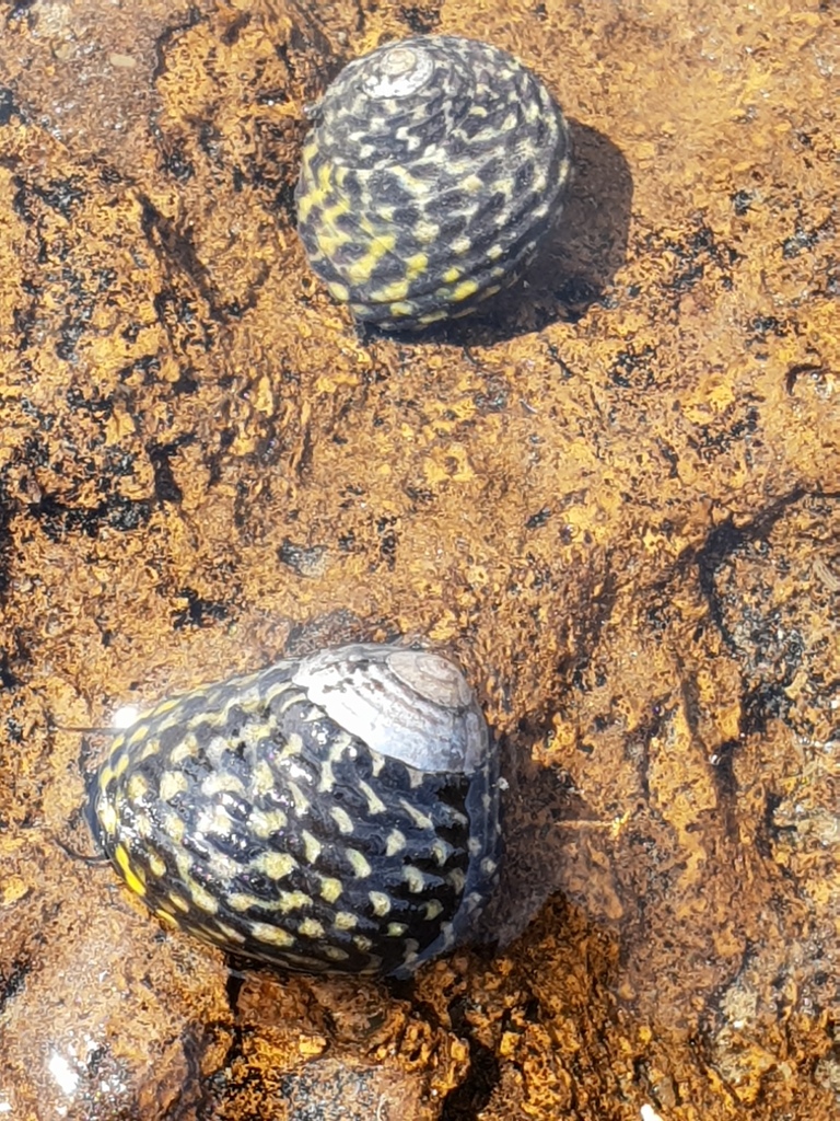 Diloma concameratum from Ricketts Point, Bayside - South, Victoria ...