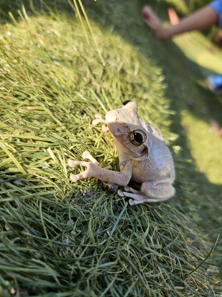 Cuban Tree Frog from Southwest, West Palm Beach, FL 33405, USA on April ...