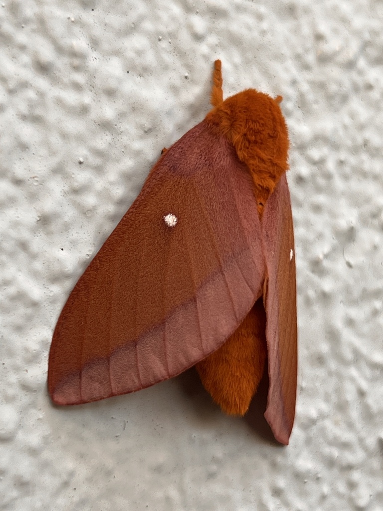Southern Pink-striped Oakworm Moth from Ringling College of Art and ...