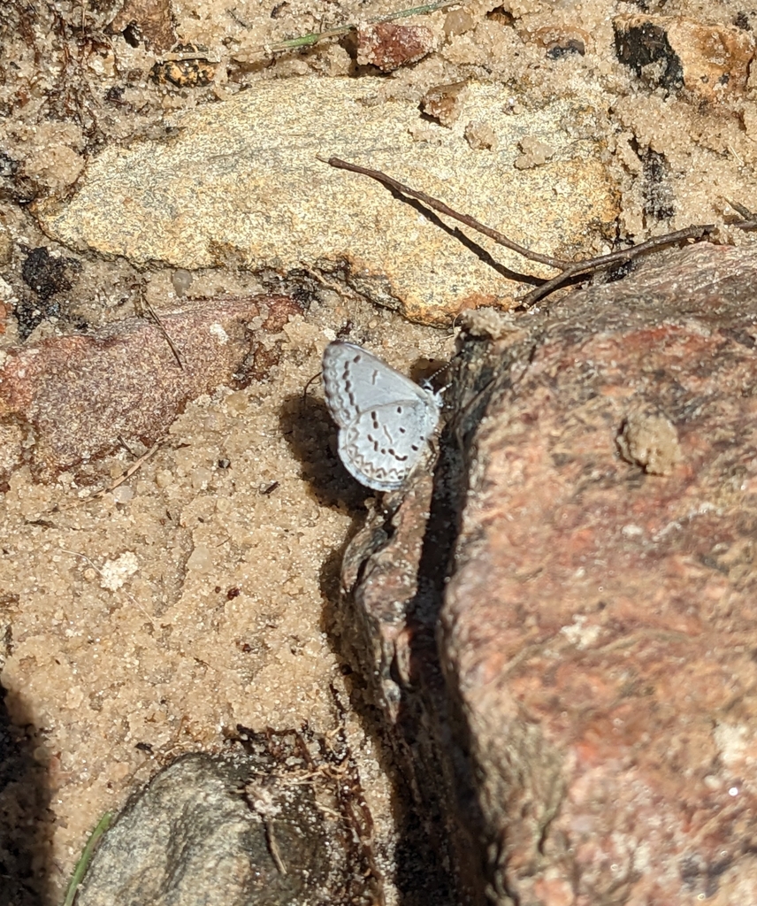 Spring Azure from Hawn State Park on April 02, 2023 at 12:40 PM by ...