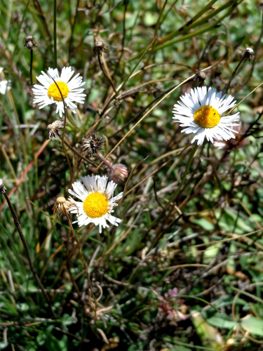Erigeron metrius · iNaturalist