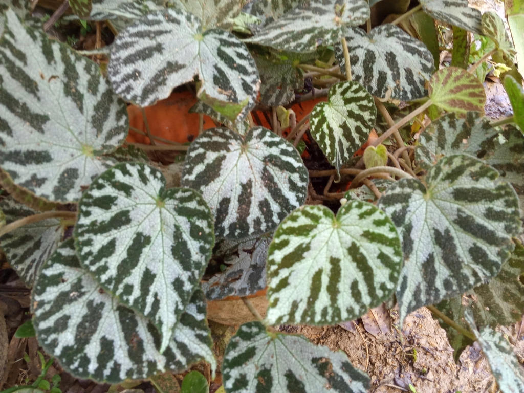Begonias from Mengkendek on March 29, 2023 at 09:56 AM by Kristiani ...