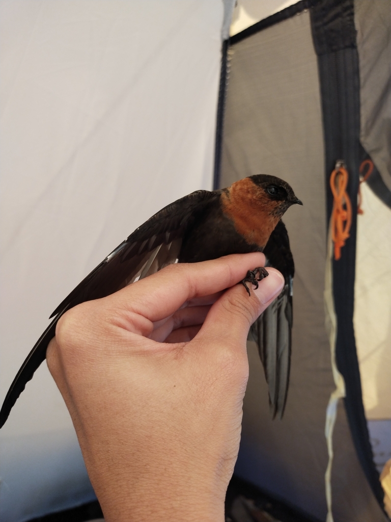 Chestnut-collared Swift from Suratá, Santander, Colombia on January 23 ...