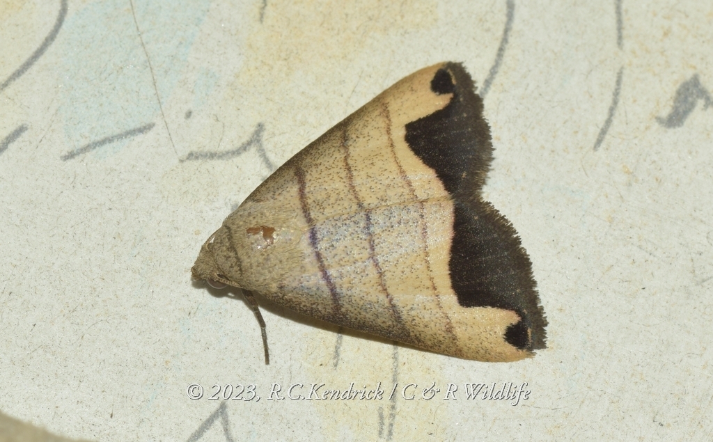 Bocula marginata from Lam Tsuen Valley, Tai Po, New Territories, Hong ...