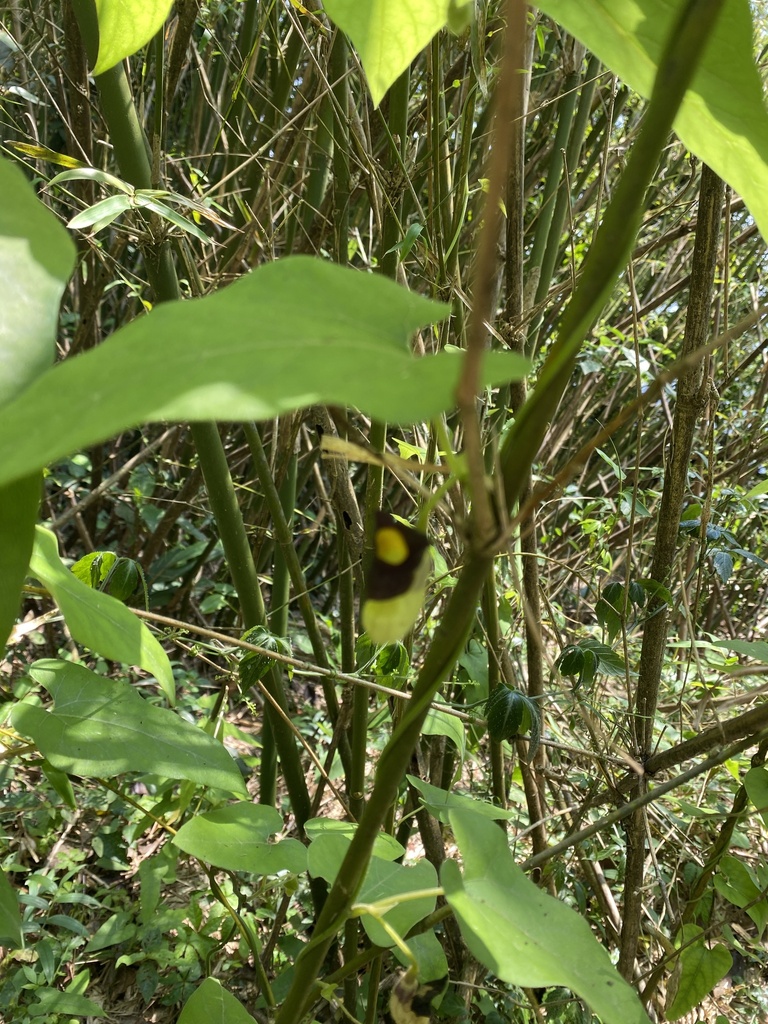 Yellowmouth Duchmanspipe from TW on April 3, 2023 at 11:38 AM by 曉月 ...