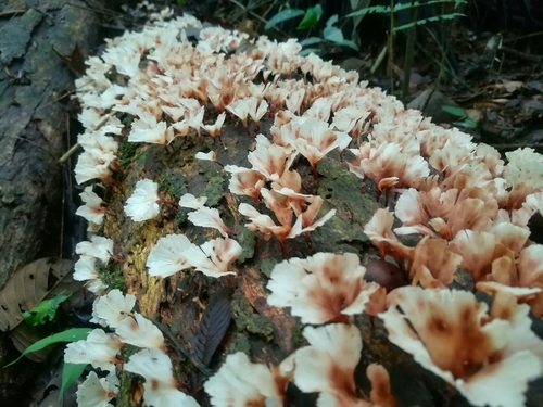 Podoscypha venustula · iNaturalist