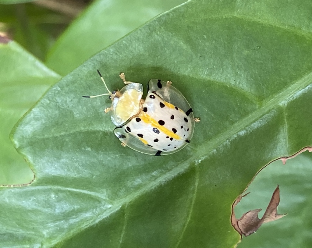 Asian Spotted Tortoise Beetle from 劍南路326巷, TW on April 3, 2023 at 12: ...