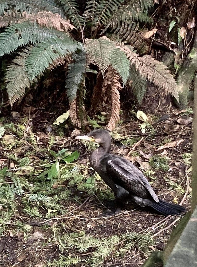 Australasian Great Cormorant from Te Waipounamu/South Island, Waitati ...