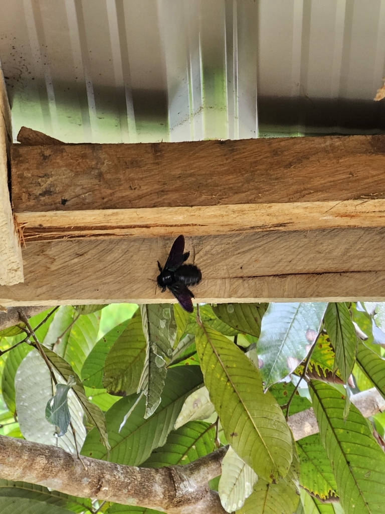 Broad-handed Carpenter Bee from Poring Hot Springs & Nature Reserve ...
