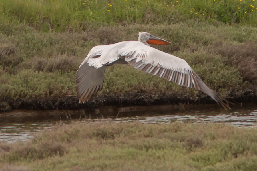 Dalmatian Pelican in April 2023 by Michael Bakas · iNaturalist