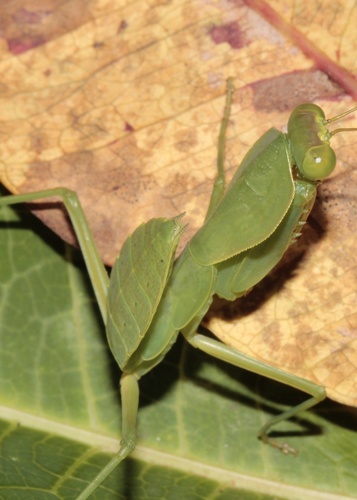 Rhomboderella thorectes · iNaturalist