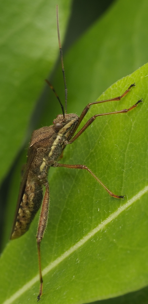 Riptortus linearis in April 2023 by S Dowell · iNaturalist
