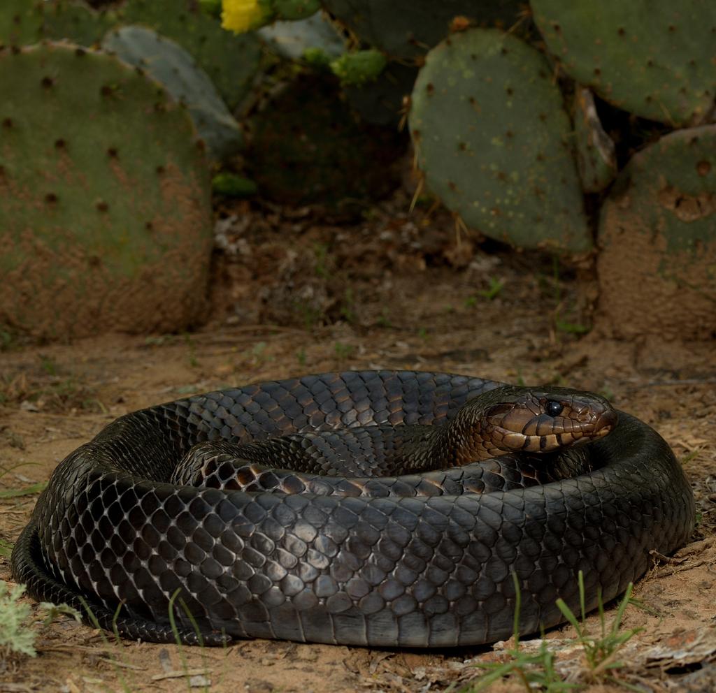 Texas Indigo Snake in April 2023 by Ian Meloni · iNaturalist