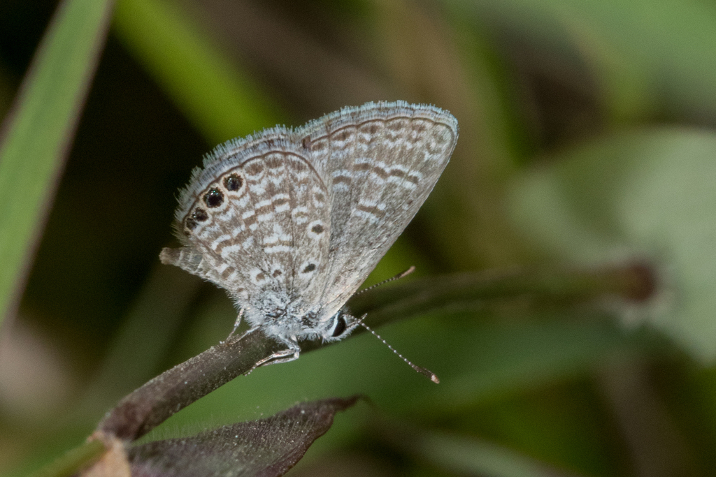 Ramon Blue from Av. Loja, Ecuador on January 30, 2023 at 11:27 AM by ...