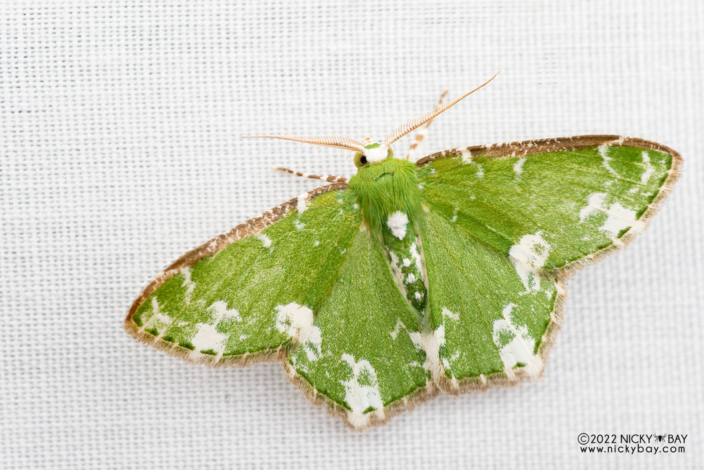 Eucyclodes textiloides from Tawau Hills Park, 91000 Tawau, Sabah ...