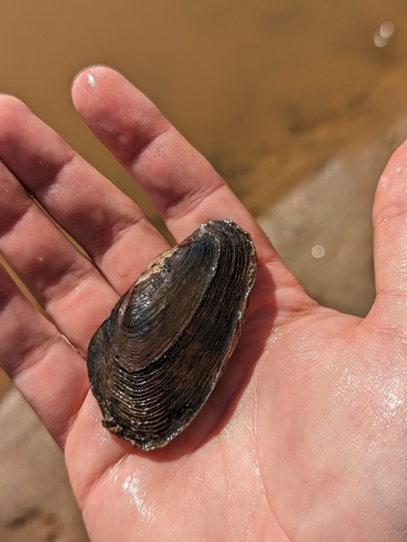 Altamaha Slabshell (Elliptio hopetonensis) · iNaturalist
