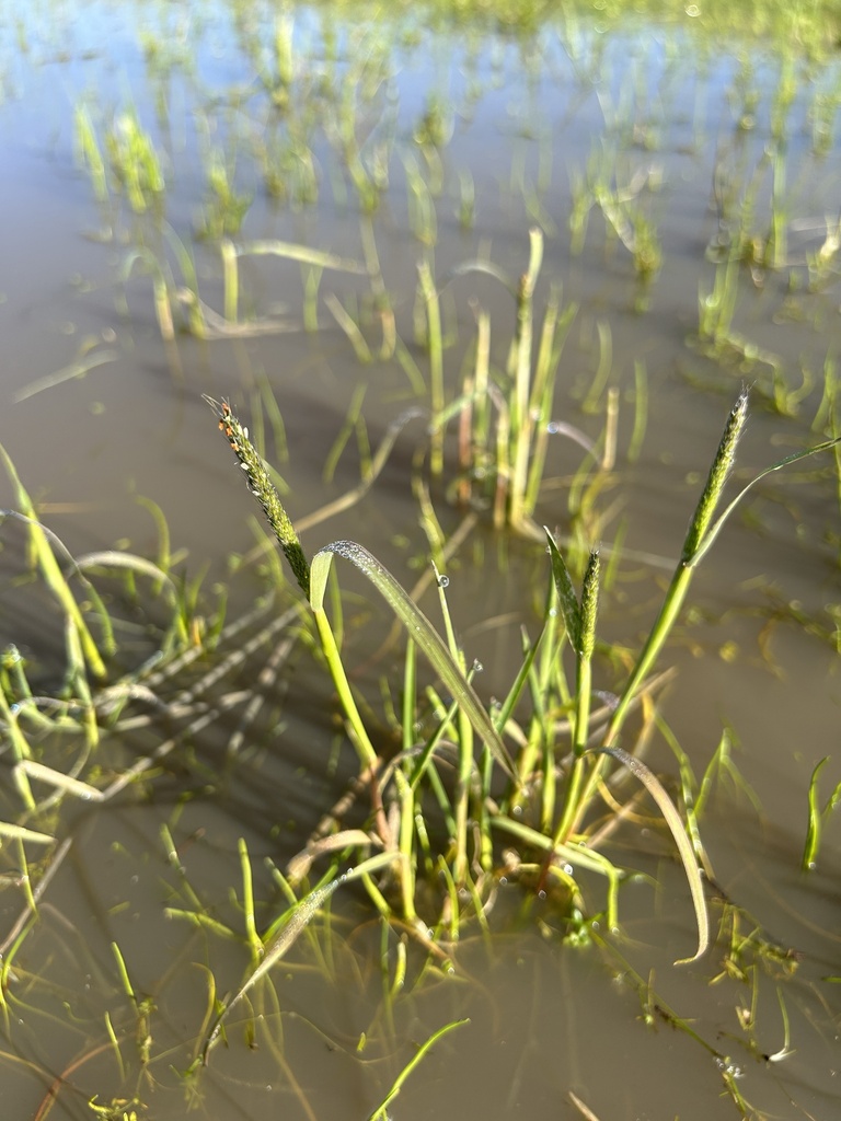Pacific foxtail from Merced, CA, US on March 31, 2023 at 09:08 AM by ...