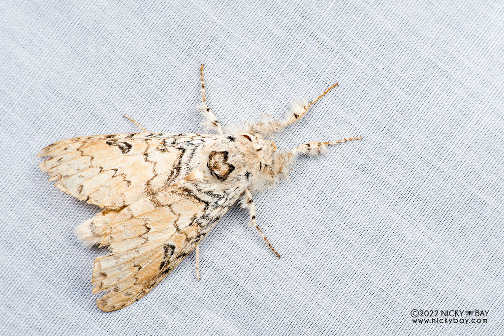 Calliteara cerigoides from Tawau Hills Park, 91000 Tawau, Sabah ...