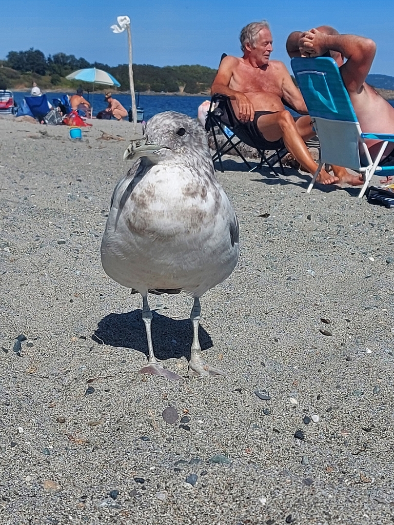 Large White-headed Gulls from Oak Bay, BC, Canada on September 3, 2022 ...